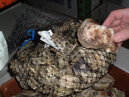 Seafood Safety – Alamance County Environmental Health